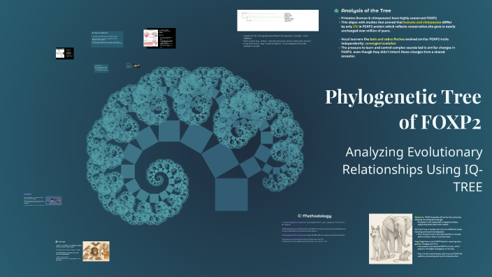 Phylogenetic Tree of FOXP2 by nour amerd on Prezi