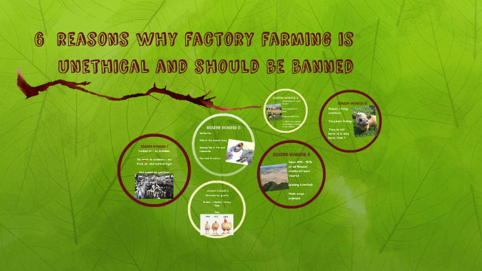 6 reasons why industrialised meat is unethical by Emeline Cornet