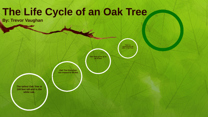 Oak Tree Life Cycle by Madison Panariello on Prezi