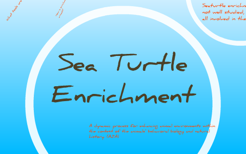 Sea Turtle Enrichment by Lauren Kelley on Prezi