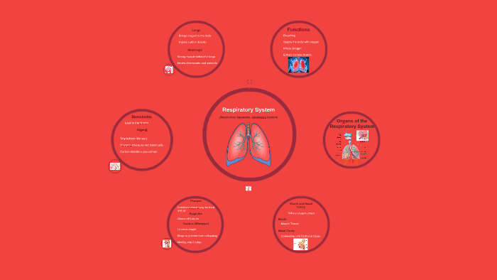 BA respiratory system by Bree Modeen on Prezi