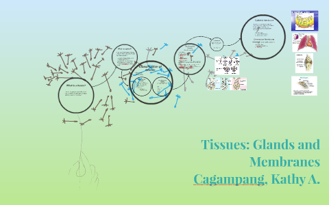 Tissues: Glands and Membranes by Kathy Cagampang on Prezi