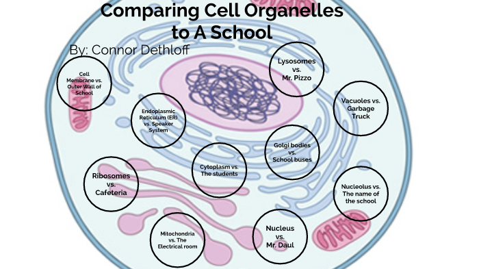 Comparing Cell Organelles to A School by Connor D on Prezi