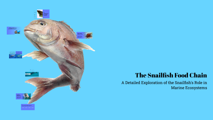 The Snailfish Food Chain by Eliza Collins on Prezi