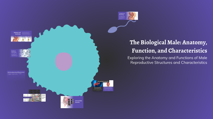 The Biological Male: Anatomy, Function, and Characteristics by natalie ...
