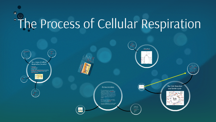 The Steps of Cellular Respiration by Mable Lin on Prezi