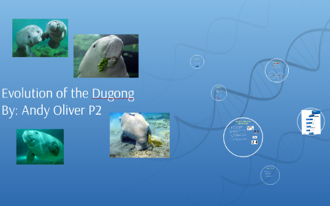 Evolution of the Dugong by Andy Oliver on Prezi