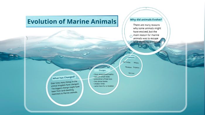 Evolution of Marine Mammals by Lizzie W on Prezi
