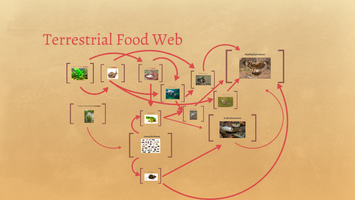 Terrestrial Food Web by Jonathan Castro on Prezi