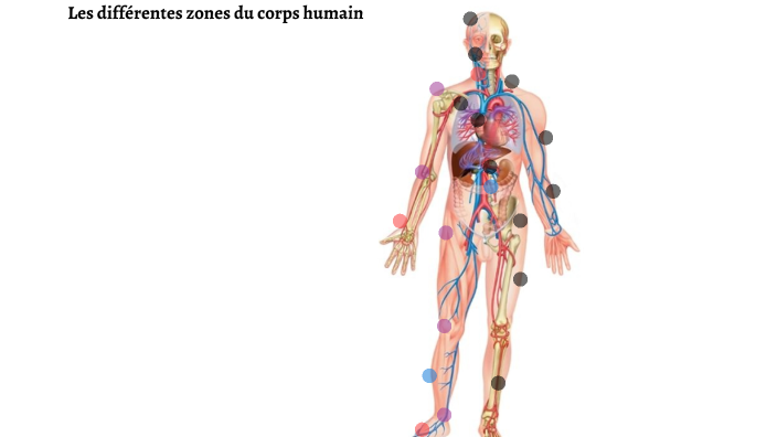 Les différentes zones du corps humain by Charles Dechamps on Prezi