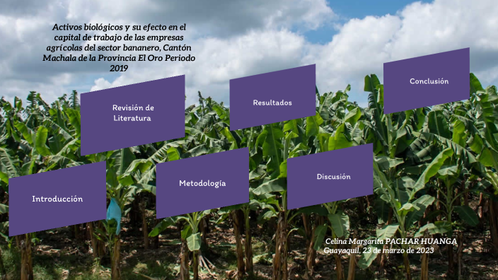 Activos biológicos y su efecto en el capital de trabajo de las empresas ...