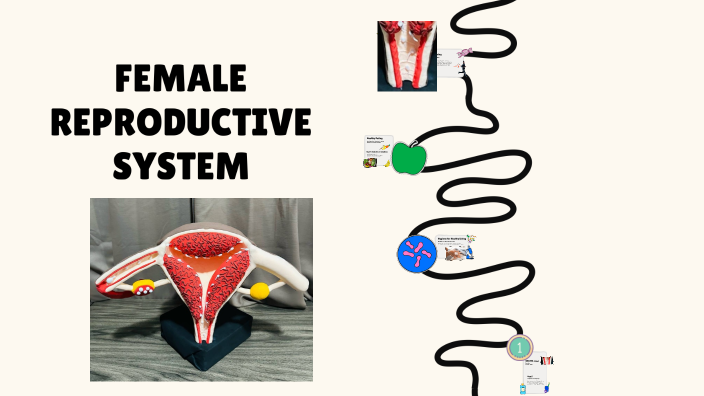 FEMALE REPRODUCTIVE SYSTEM by FATIN AFIQAH BINTI MOHAMAD KPM-Guru on Prezi