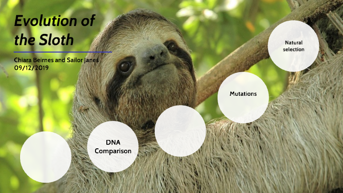 Evolution of the Sloth by Chiara Beirnes on Prezi