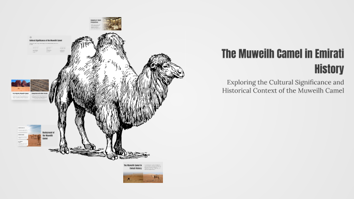 The Muweilh Camel in Emirati History by hasan alblooshi on Prezi