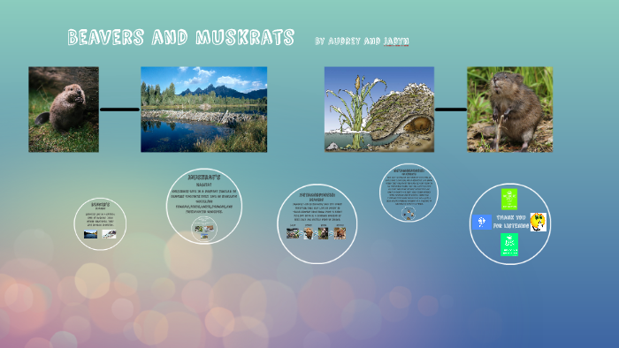 Beavers and muskrats by Audrey Yip on Prezi