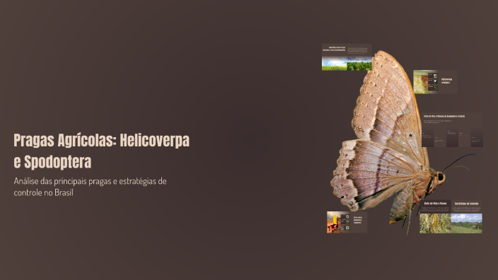 Pragas Agrícolas: Helicoverpa e Spodoptera by lucas ferrassoli on Prezi