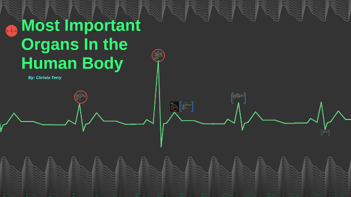 Most Important Organs In the Human Body by Christa Terry on Prezi