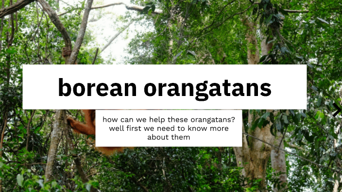 borean orangatans by aiden youtube on Prezi