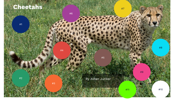 Cheetah presentation by Aidaaaaaaaaaaaaa junknoror on Prezi