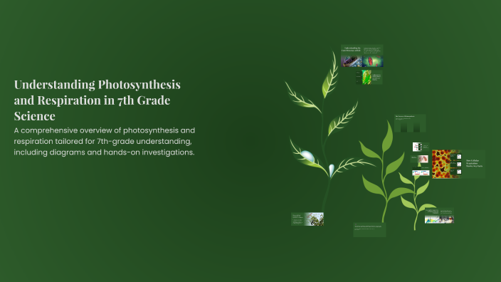 Understanding Photosynthesis and Respiration in 7th Grade Science by ...