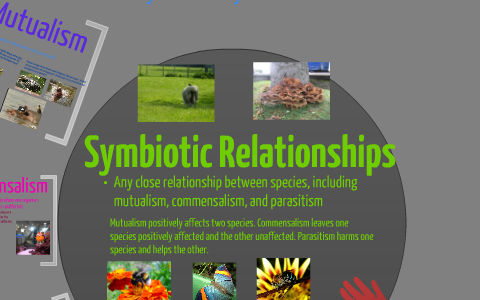 Symbiotic Relationships by Hope Osterman on Prezi