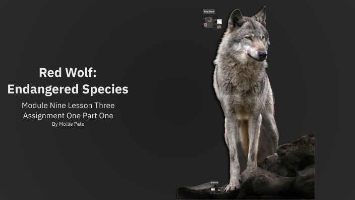 Red Wolf: Endangered Species by Mollie P on Prezi