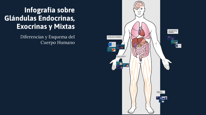 Infografía sobre Glándulas Endocrinas, Exocrinas y Mixtas by Alvaro ...