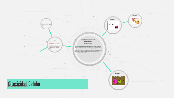 Citotoxicidad celular mediada por anticuerpos by laura katherine diaz ...