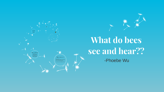 What do bees see and hear?? by Phoebe Wu on Prezi