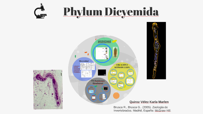 Phylum Dicyemida by Marlen Velez on Prezi