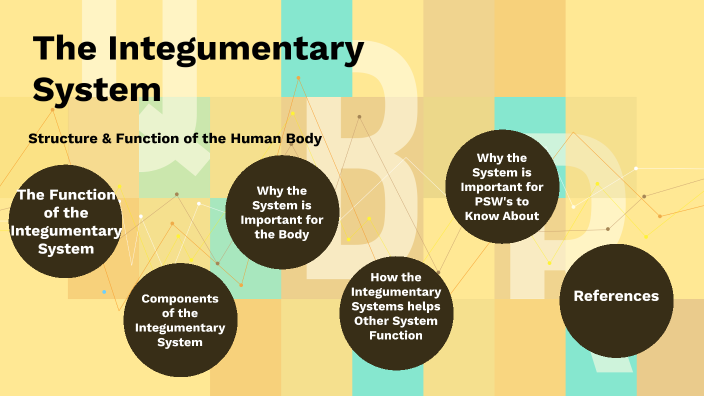The Integumentary System by Beasley Elzinga on Prezi