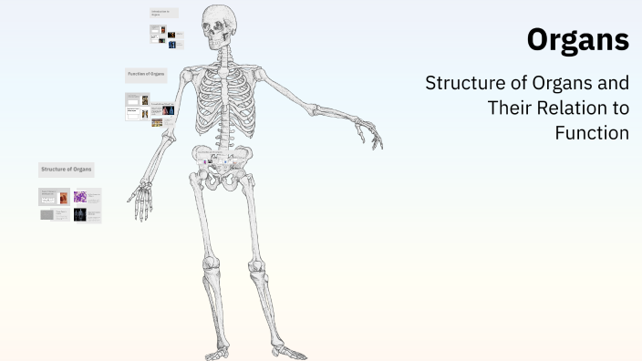 Organs by monkey in ohio on Prezi