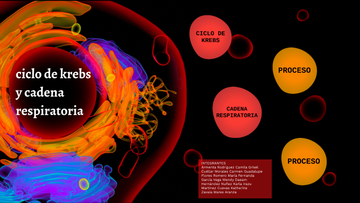 ciclo de krebs by Katy Martinez on Prezi