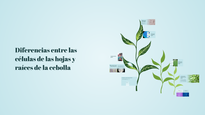 Diferencias entre las células de las hojas y raíces de la cebolla by ...