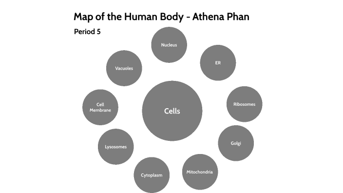Map of the Human Body - Athena Phan by Athena Phan on Prezi