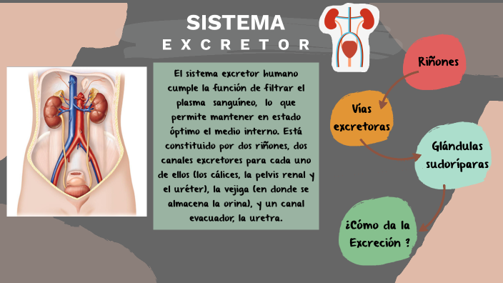 Sistema Excretor by Casandra Oliveros on Prezi
