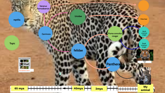ANCESTOR PROJECT by Stephen Gordon on Prezi