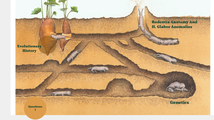 Presentation on NMR by Alec Mahoney on Prezi