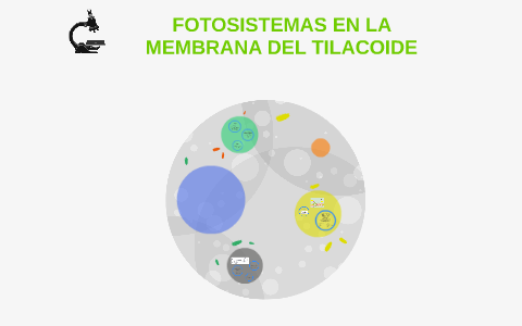 Fotosistemas de la membrana del tilacoide. by Josselyn Alejandra Pérez ...