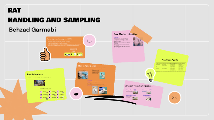 RAT HANDLING AND SAMPLING by ramisa khooban on Prezi