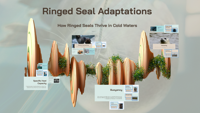 Ringed Seal Adaptations by Victoria de Wolff on Prezi