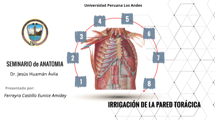 IRRIGACION DE LA PARED TORÁCICA by Amidey Ferreyra on Prezi