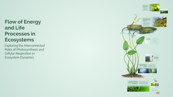 Flow of Energy and Life Processes in Ecosystems by Ayis Vicente on Prezi
