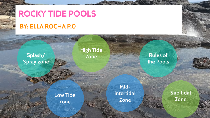 ROCKY INTERTIDAL ECOSYSTEM by Ella Rocha on Prezi