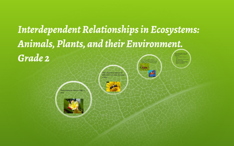 Interdependent Relationships in Ecosystems: Animals, Plants by on Prezi