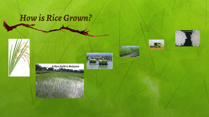 The Life Cycle of Rice by Fatimah Mozawalla on Prezi