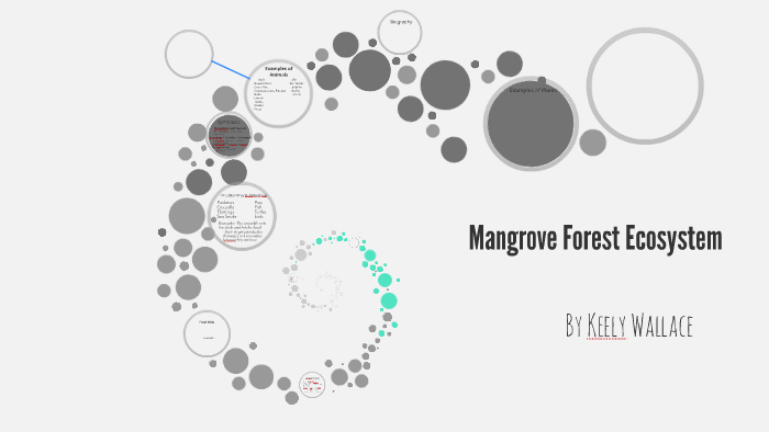 Mangrove Forest Ecosystem by Keely Wallace on Prezi