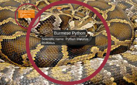 Burmese Python by Britt Johnson on Prezi