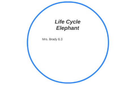 Life Cycle Elephant by Kayla Brady on Prezi