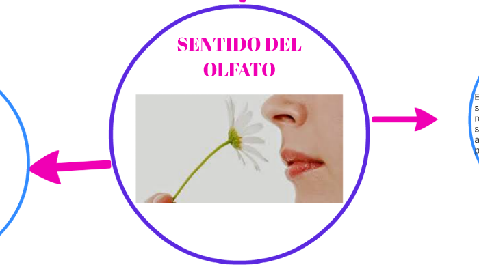 SENTIDO DEL OLFATO by on Prezi